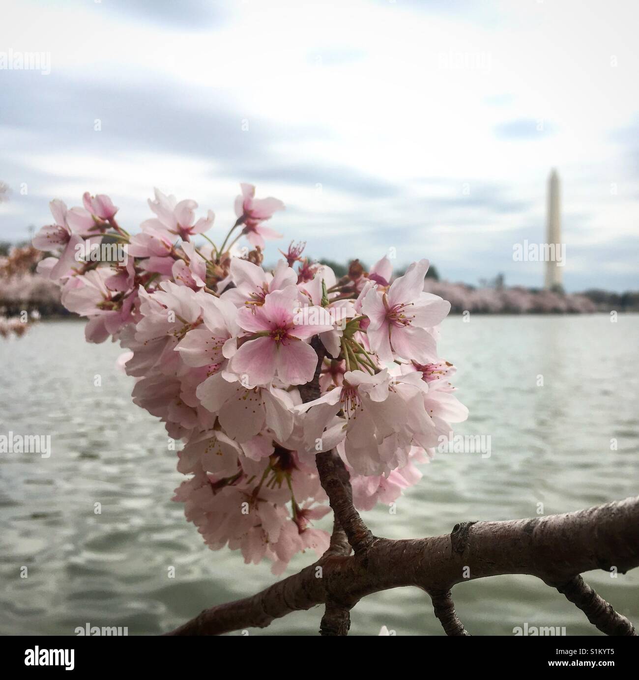 The cherry blossom festival hi-res stock photography and images - Alamy