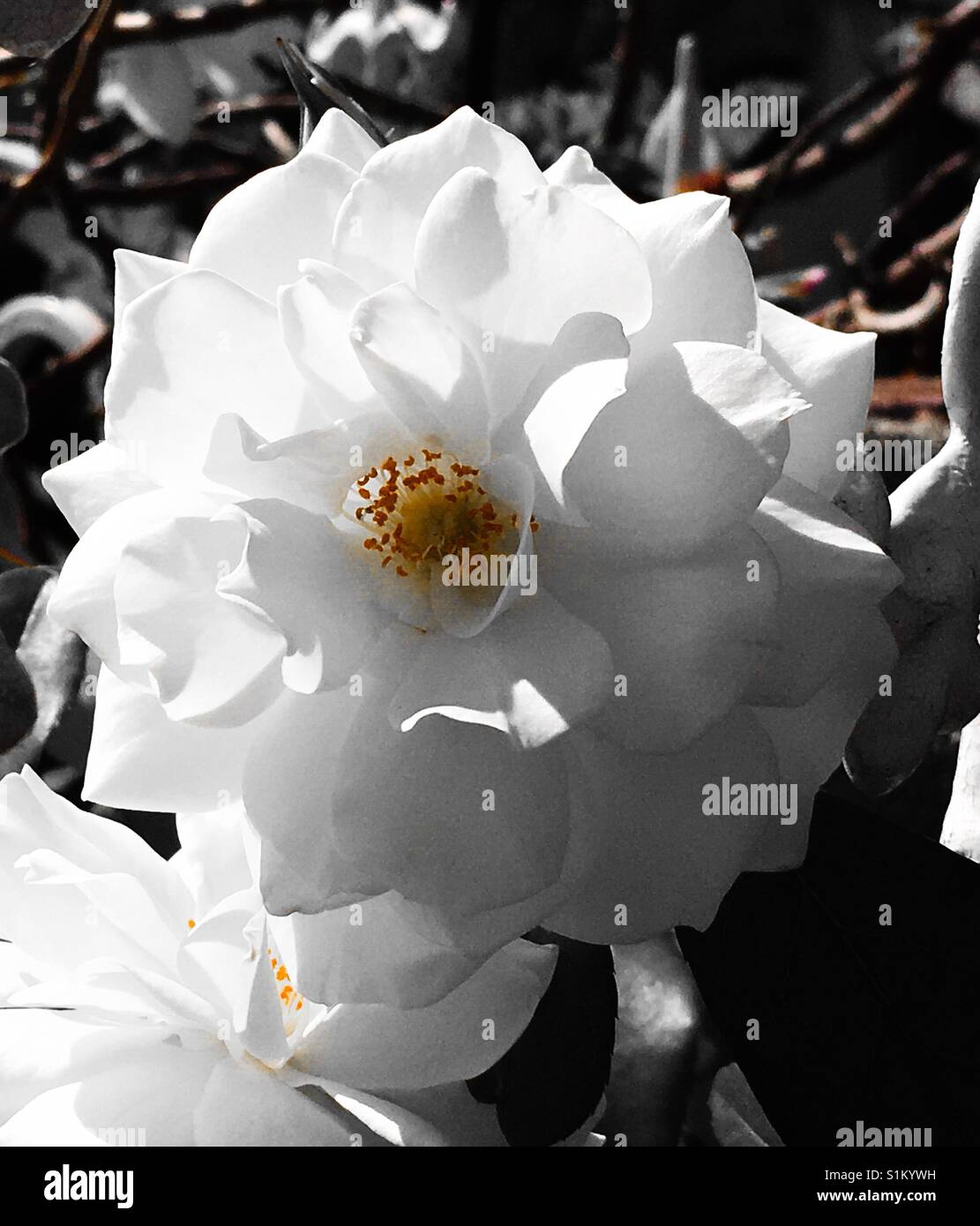 White rose with orange yellow center Stock Photo - Alamy