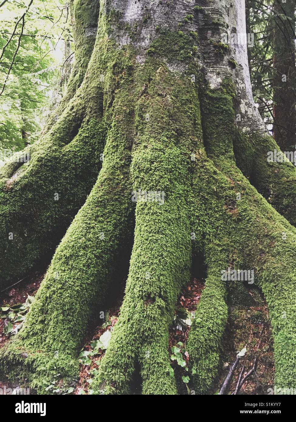 Massive tree roots hi-res stock photography and images - Alamy