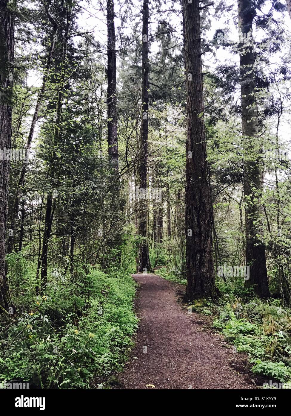 Oregon trees hi-res stock photography and images - Alamy