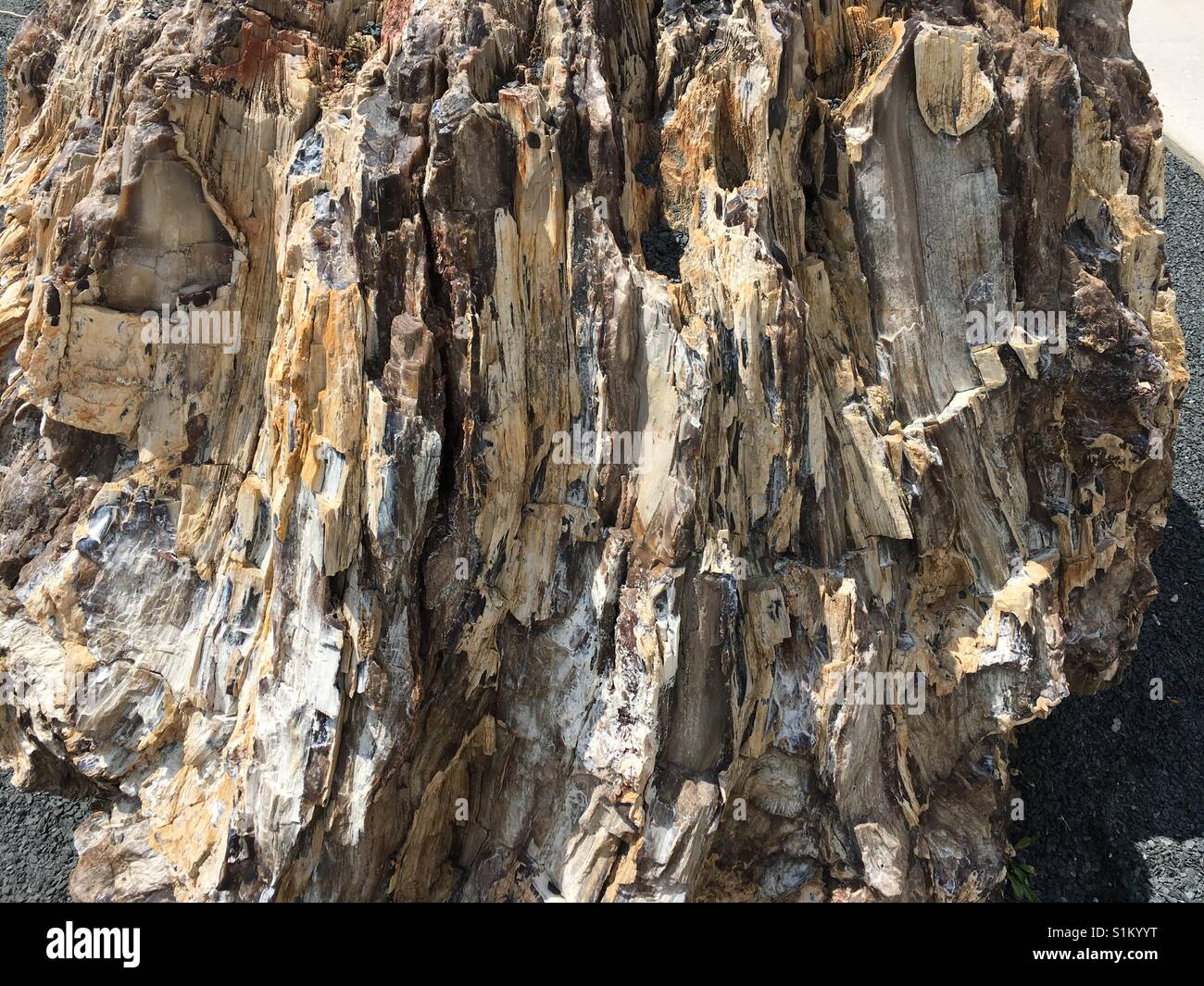 Petrified rock hi-res stock photography and images - Alamy