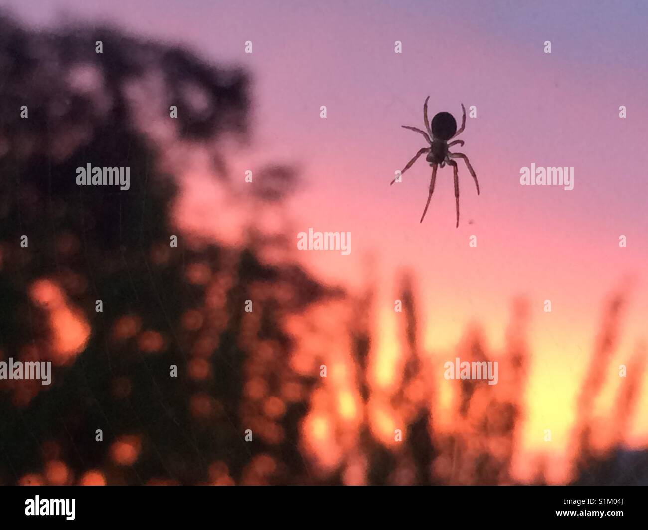 Spider window hi-res stock photography and images - Alamy