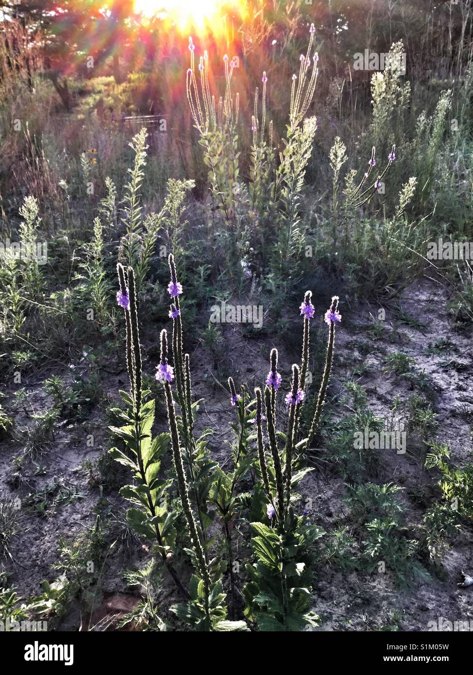 Arid setting hi-res stock photography and images - Alamy