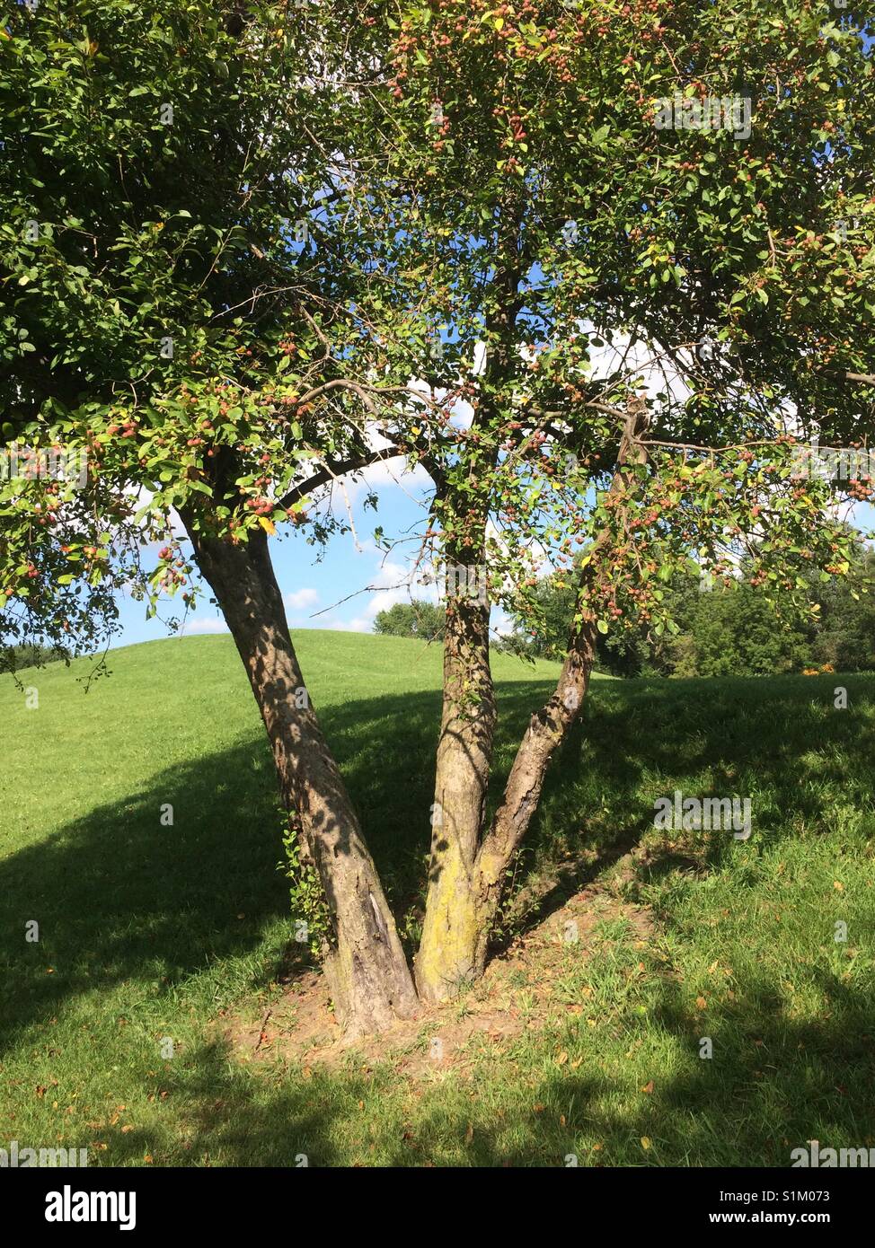 Triple Tree High Resolution Stock Photography and Images - Alamy