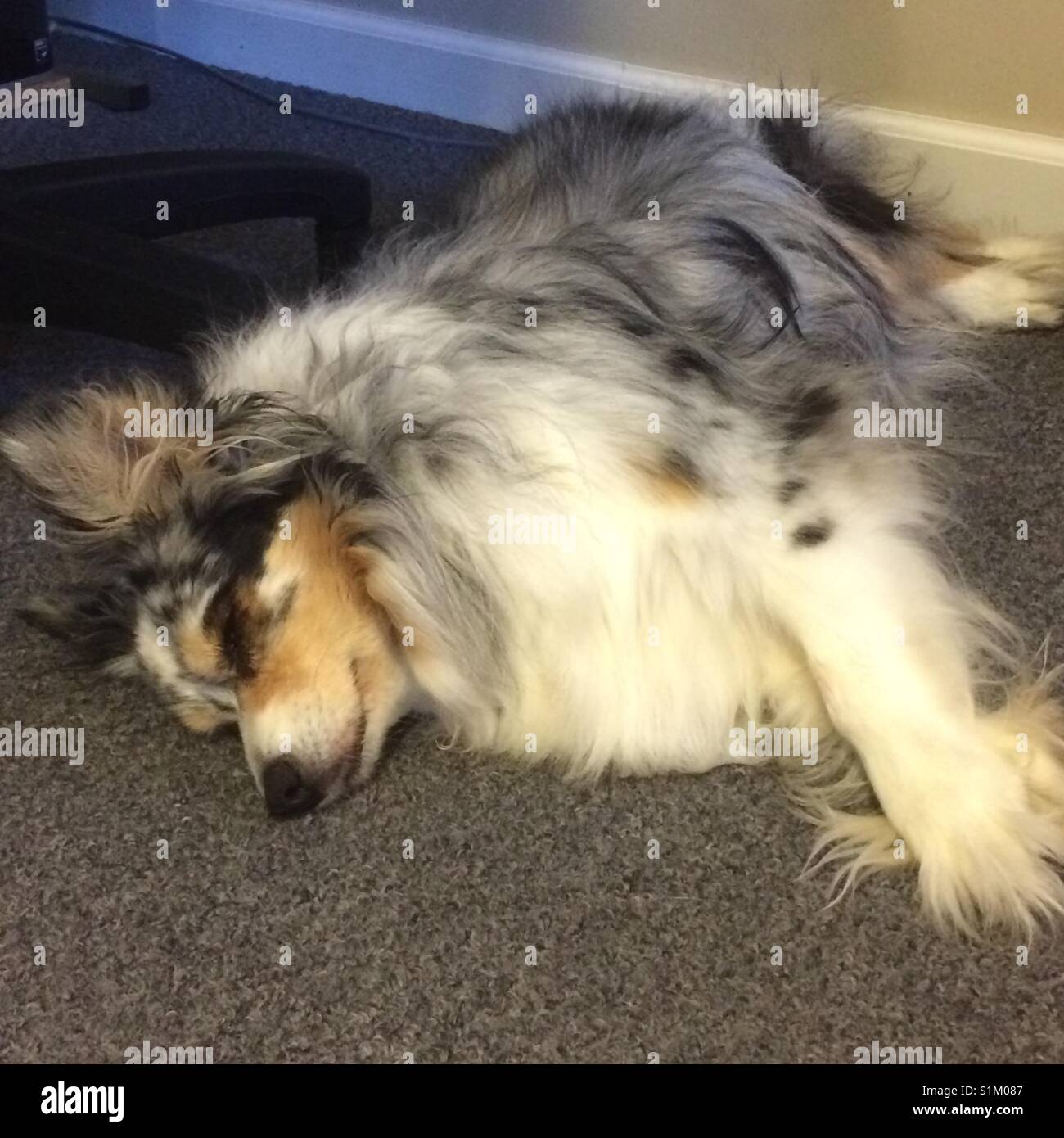 Sleeping australian shepherd hi-res stock photography and images - Alamy