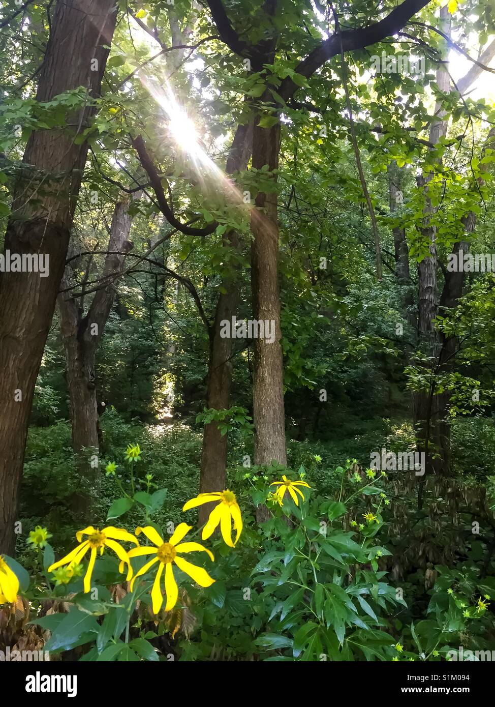 Sunshine through trees hi-res stock photography and images - Alamy