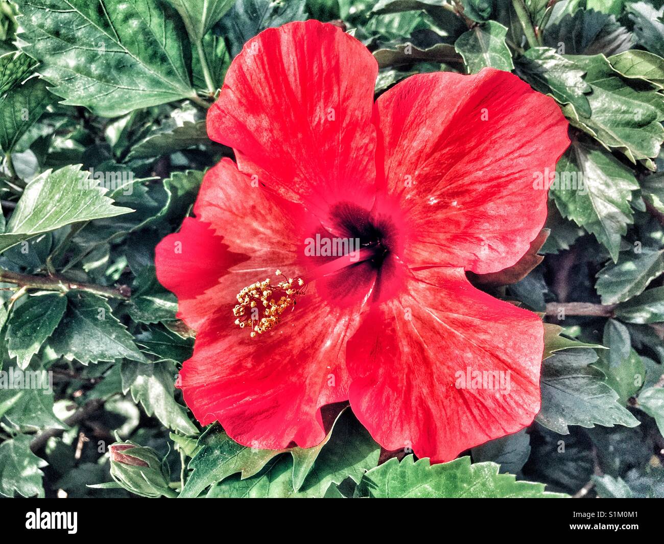 Perfect red hibiscus flower Stock Photo - Alamy