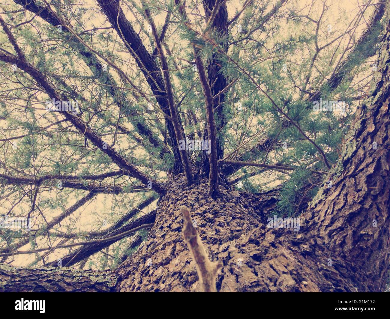 Looking up through the branches of a hemlock tree Stock Photo - Alamy