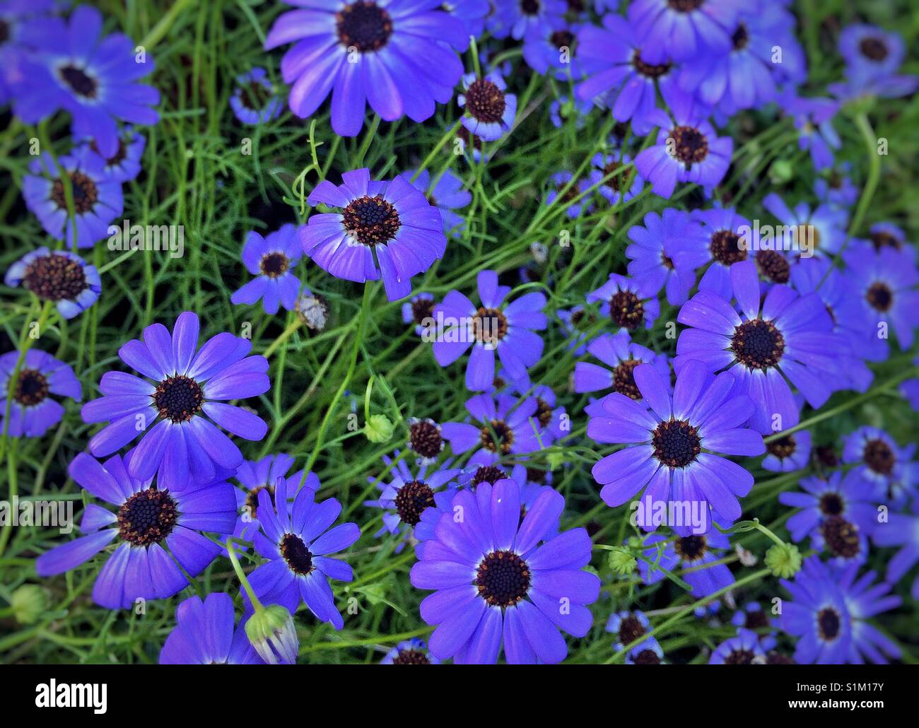 Cineraria Flower High Resolution Stock Photography and Images - Alamy