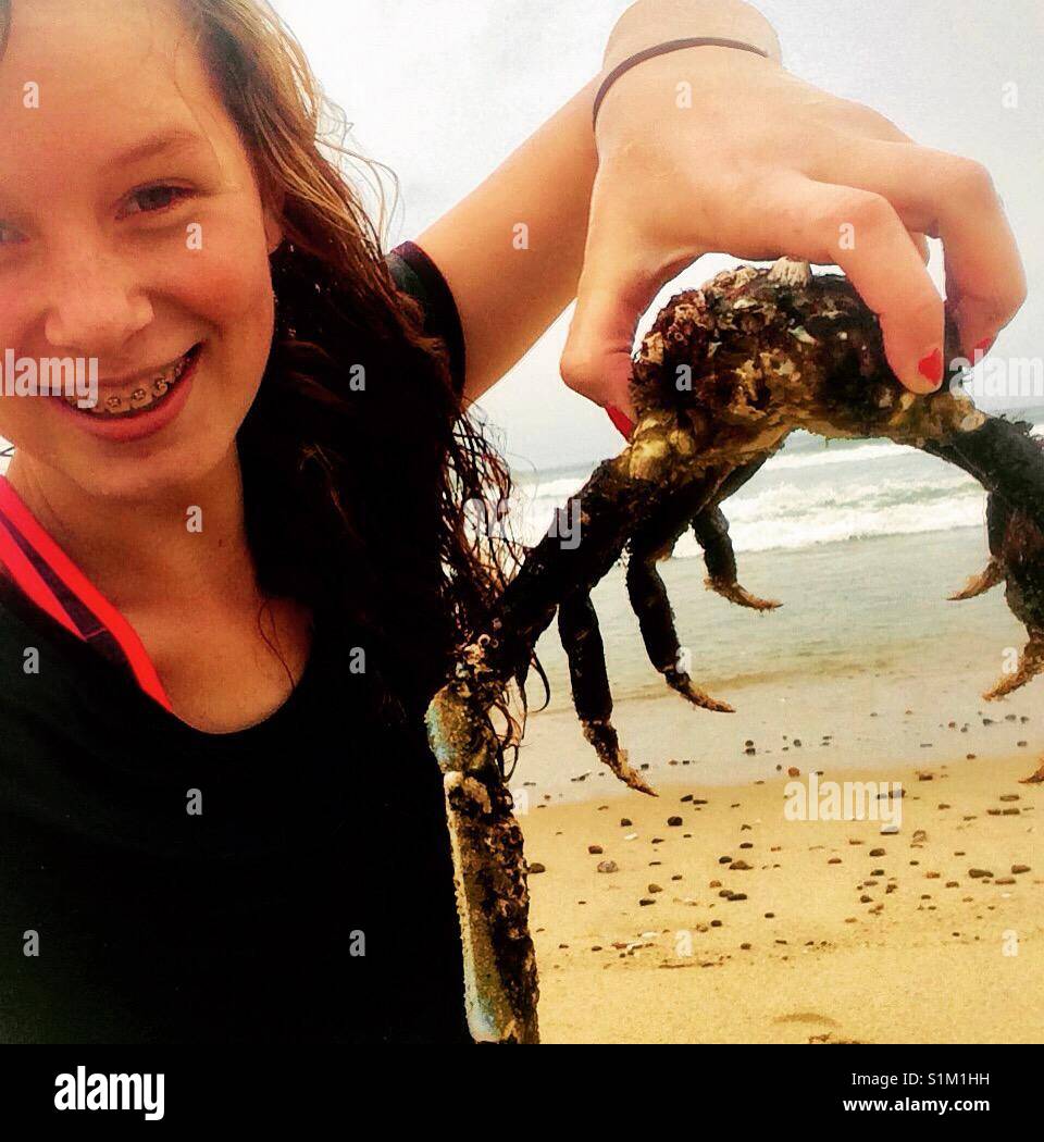 Cape cod crab hi-res stock photography and images - Alamy