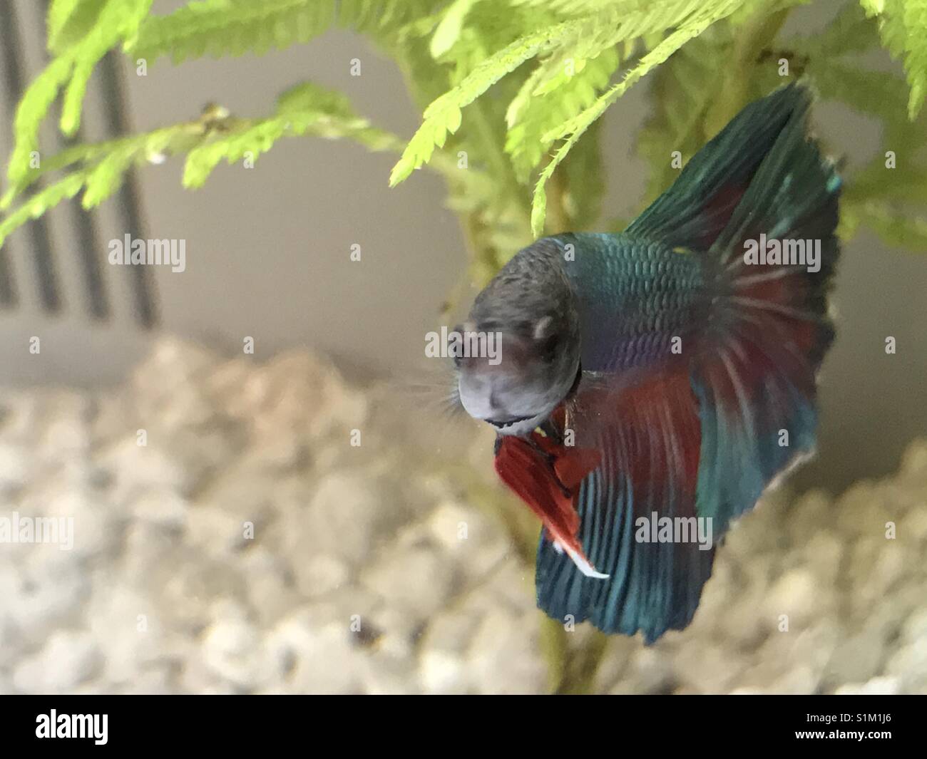 Beta Fish High Resolution Stock Photography and Images - Alamy