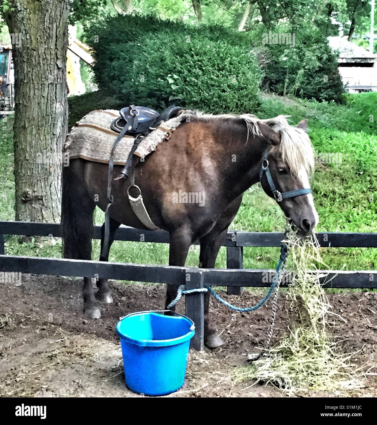 A brown pony eating hay Stock Photo - Alamy