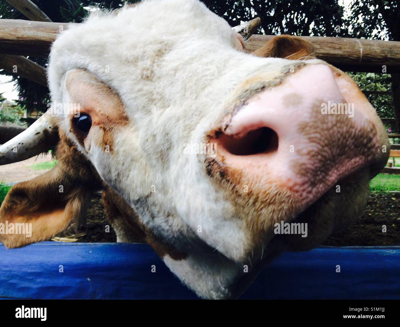 Cow Zoom High Resolution Stock Photography and Images - Alamy