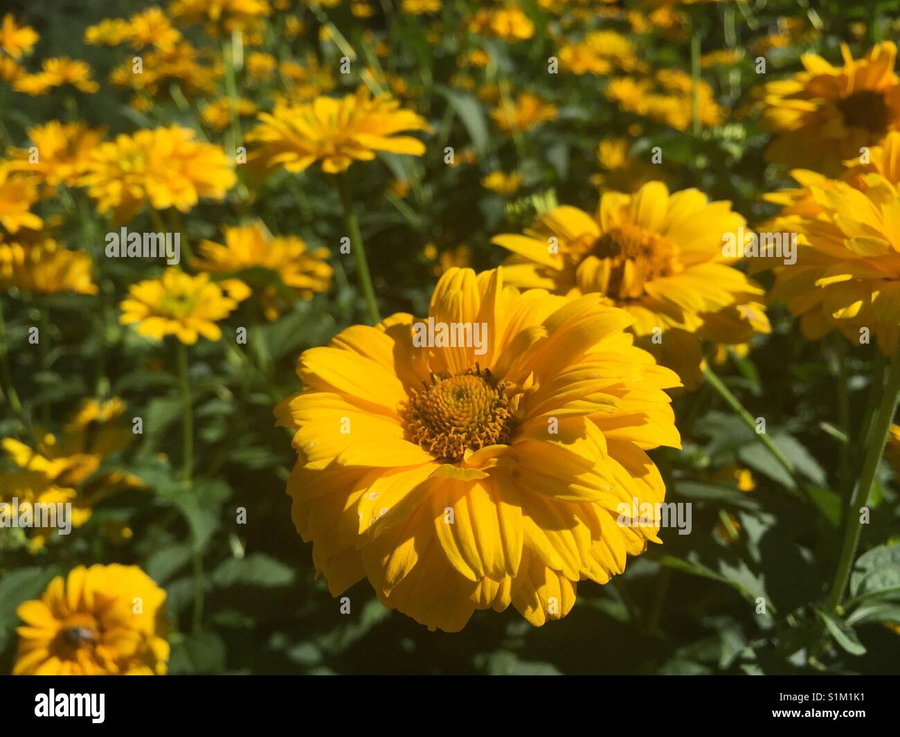 Golden flowers hi-res stock photography and images - Alamy