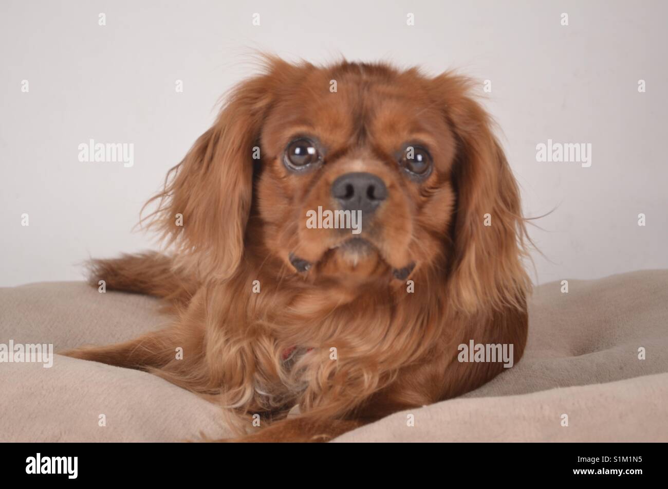 Chilled dog hi-res stock photography and images - Alamy