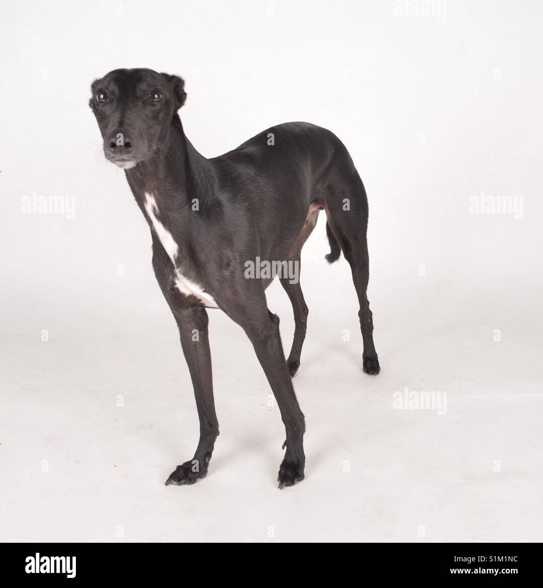 Good boy hi-res stock photography and images - Alamy