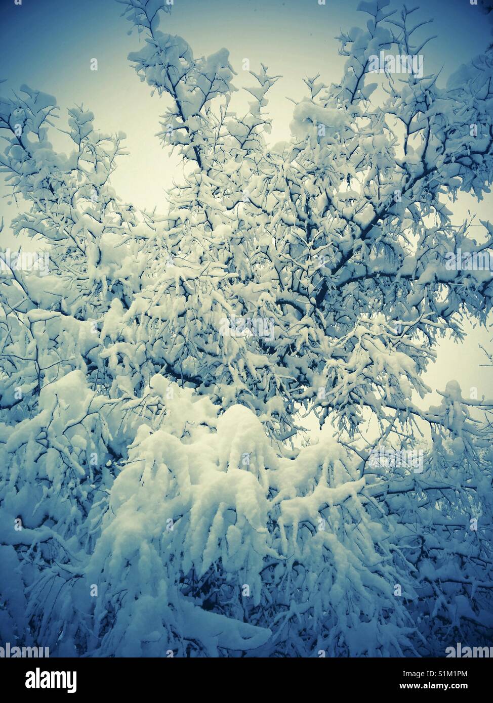 Snowed trees sky blue hi-res stock photography and images - Alamy