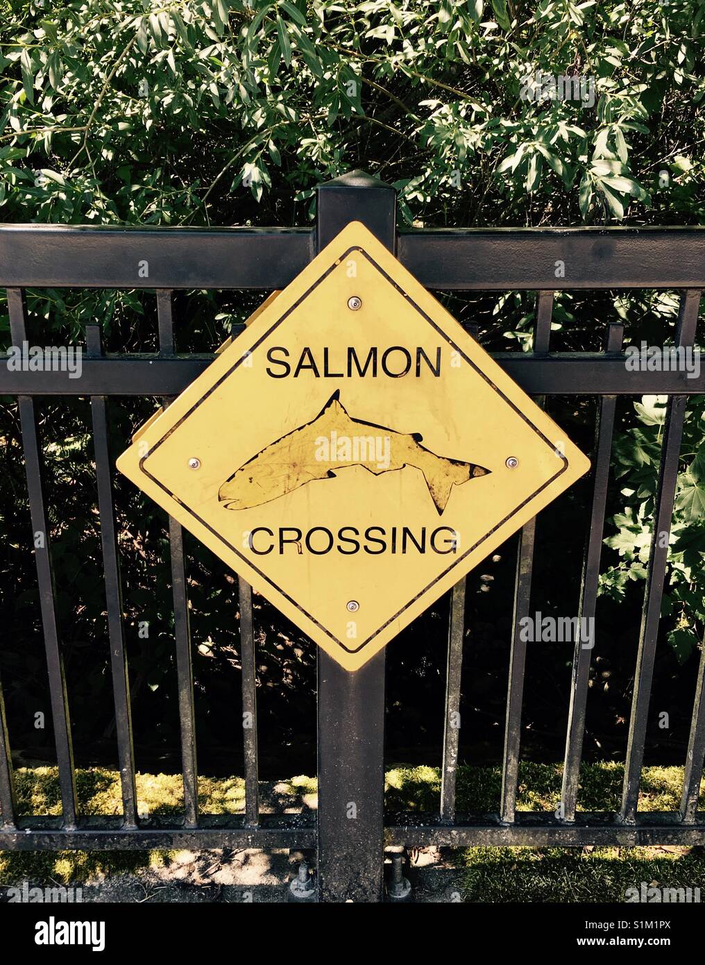 Warning salmon crossing High Resolution Stock Photography and Images ...