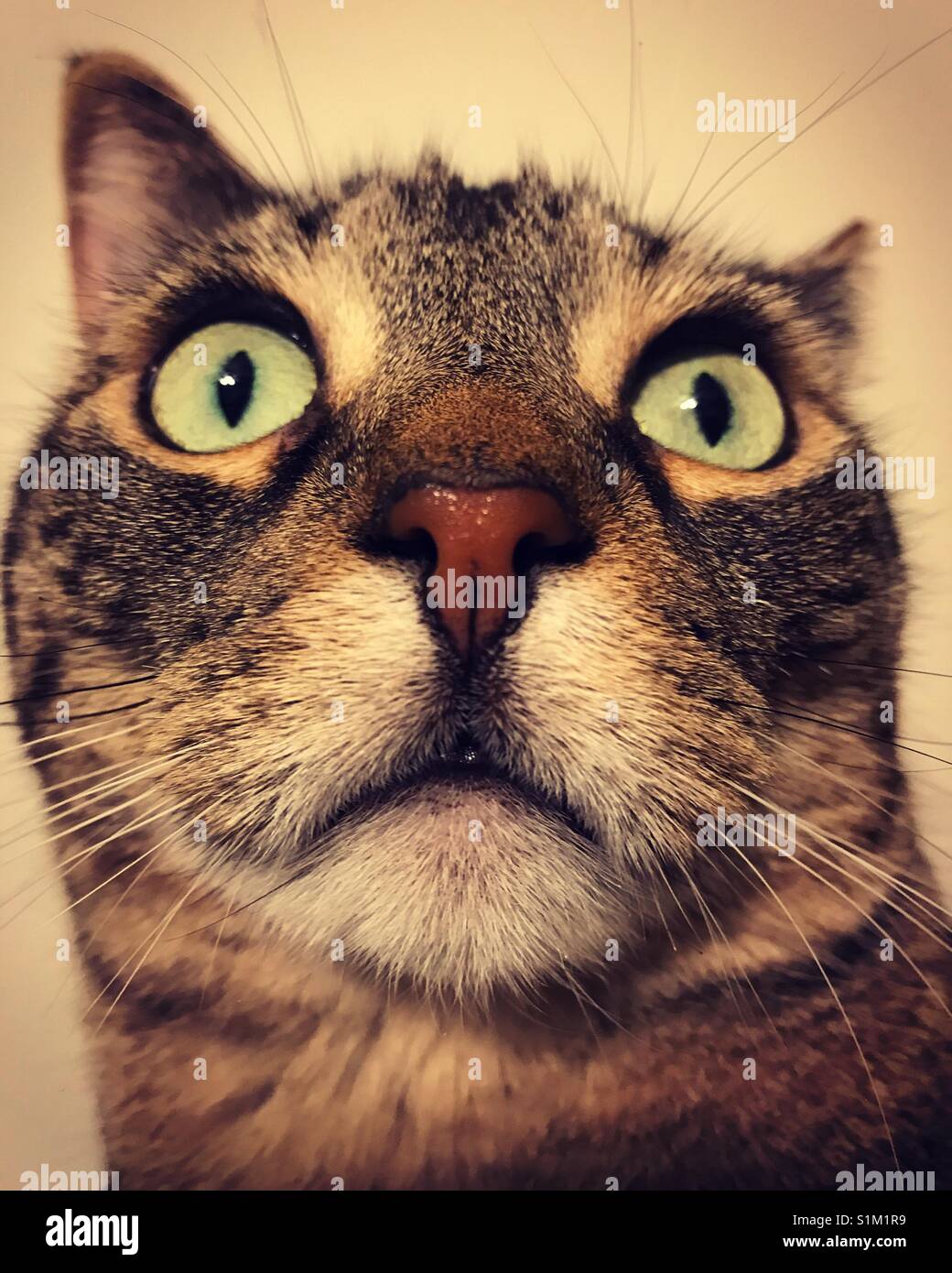Tasha just heard its International Cat Day! Stock Photo - Alamy