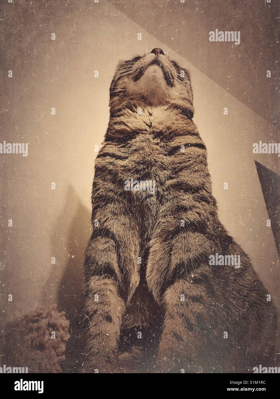 Proud cat hi-res stock photography and images - Alamy