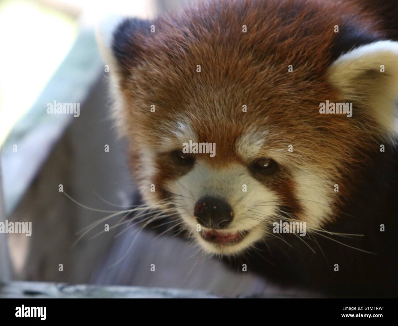 Red bear cat hi-res stock photography and images - Alamy