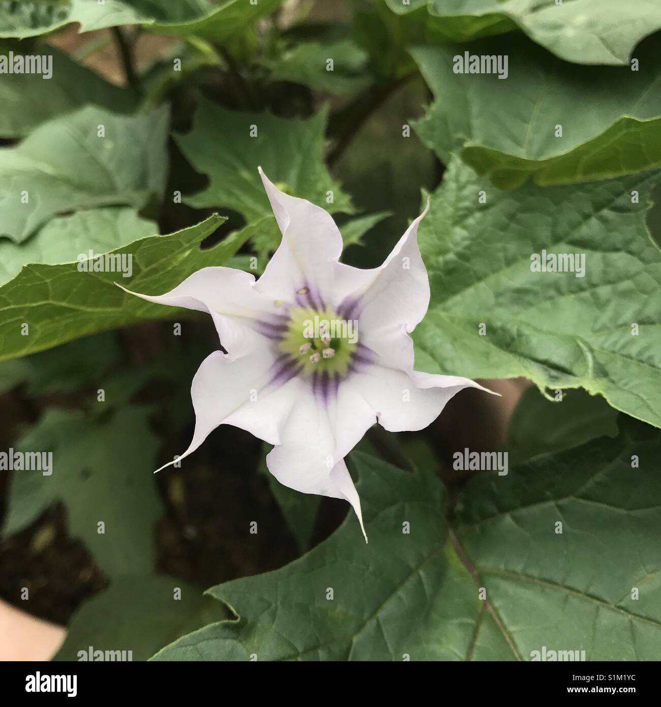 Datura Flower High Resolution Stock Photography and Images - Alamy
