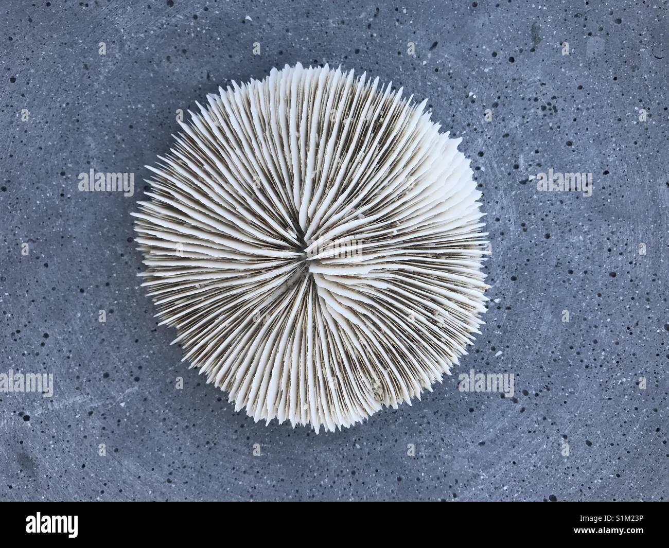 A dried coral on a plain background Stock Photo - Alamy