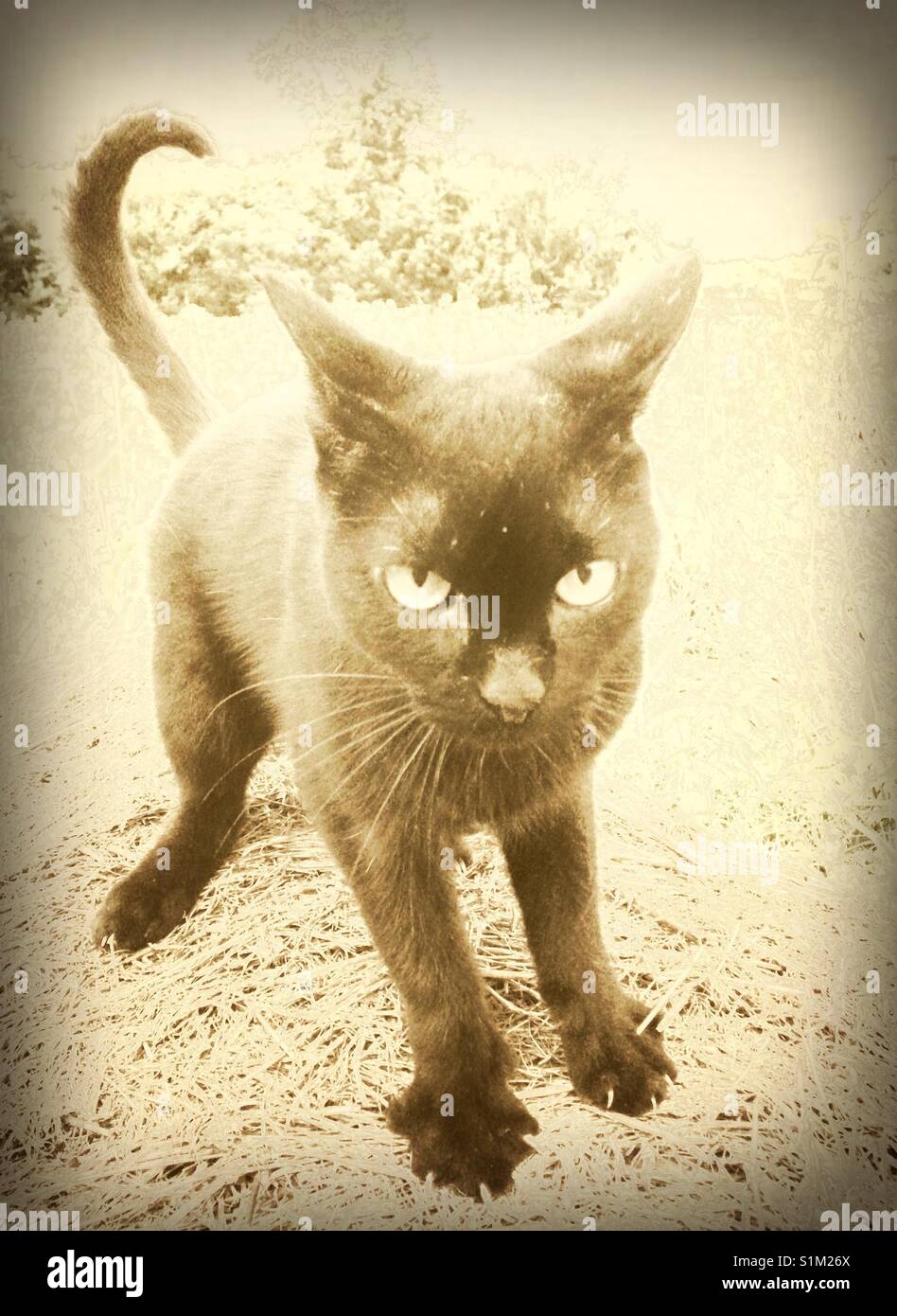 Startled black cat on hay bale Stock Photo - Alamy