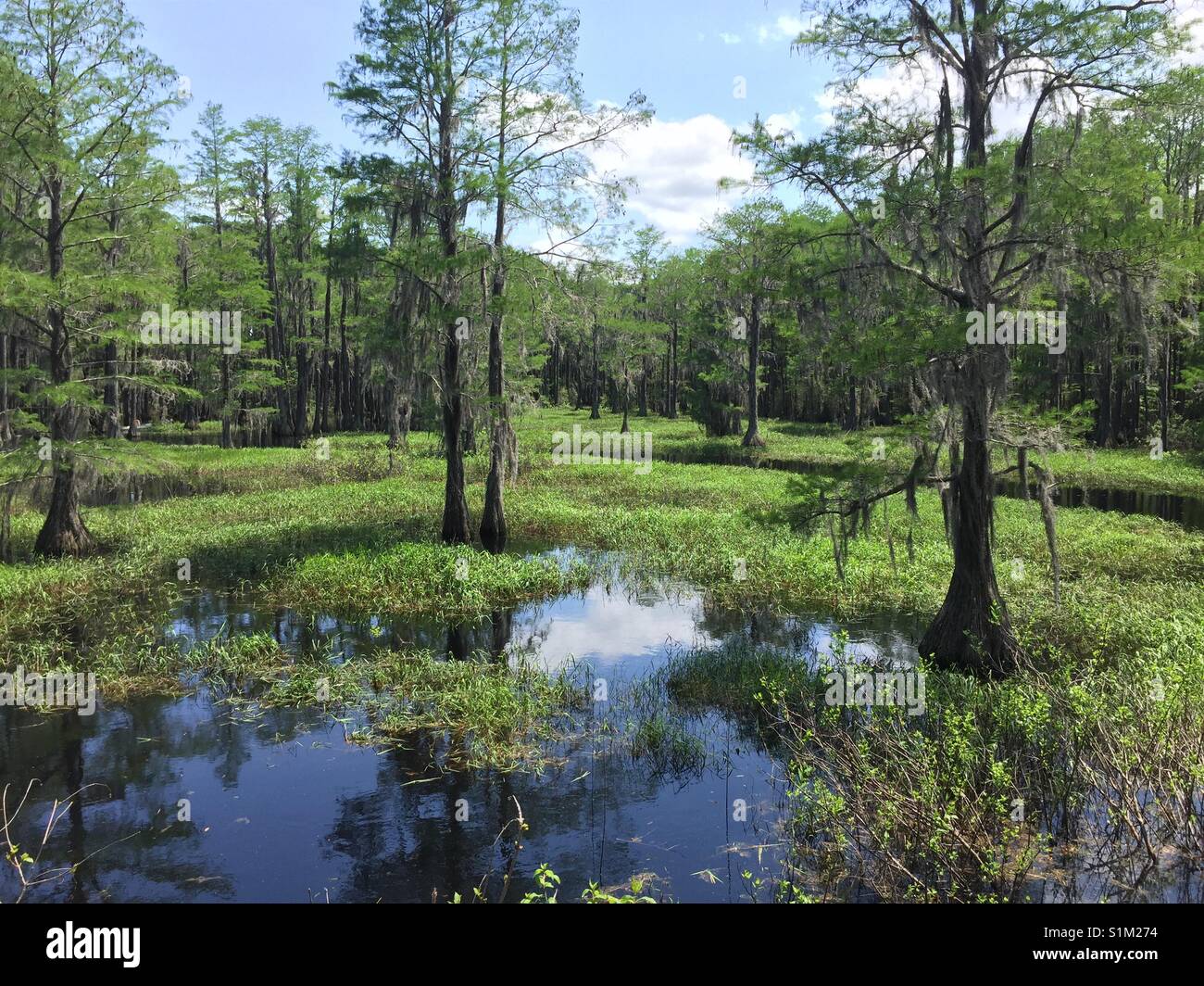 Swamplands High Resolution Stock Photography and Images - Alamy