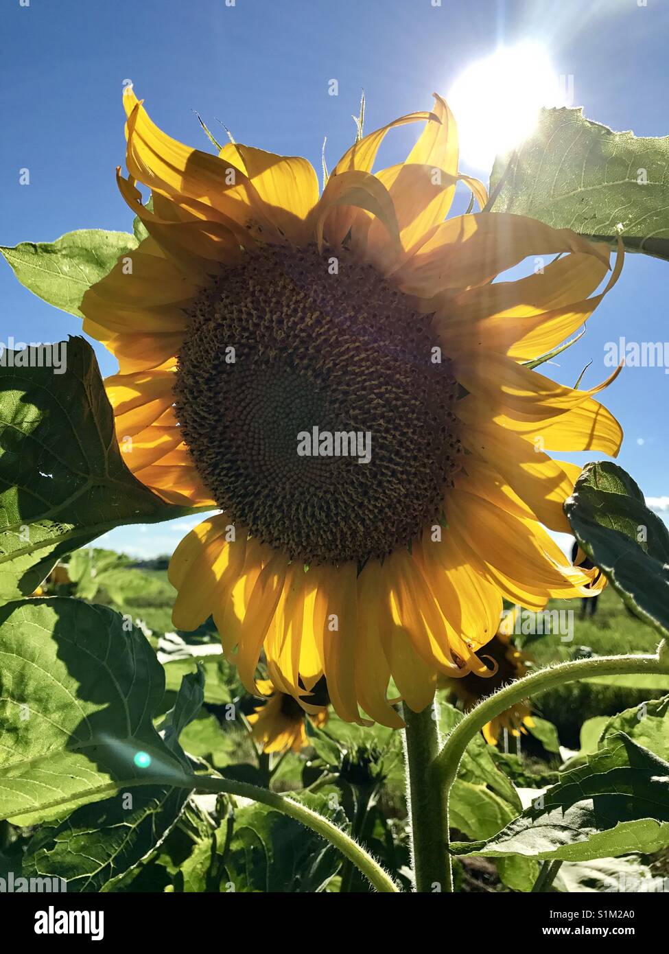 Scorching heat hi-res stock photography and images - Alamy