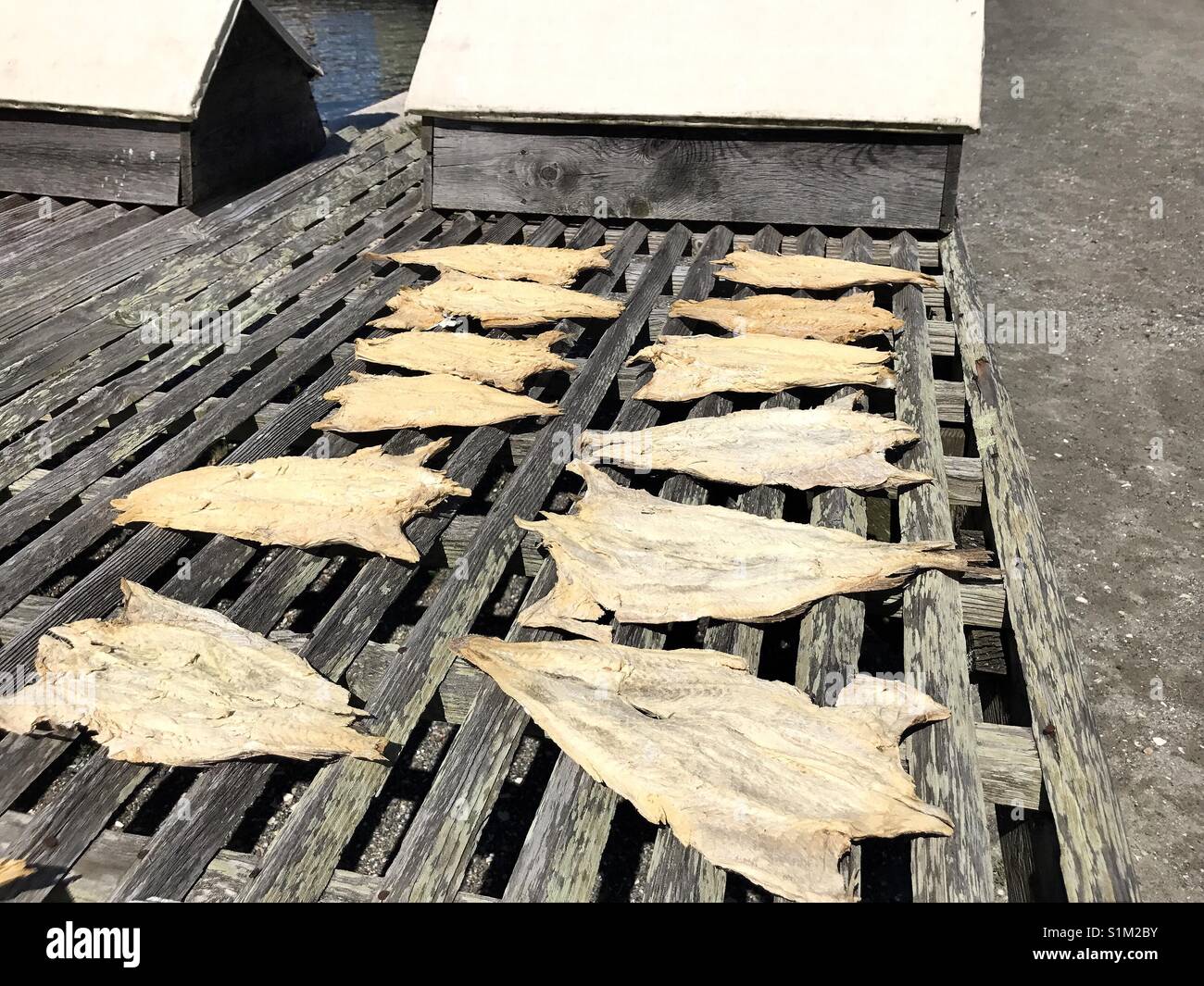 Salted fish drying hi-res stock photography and images - Alamy