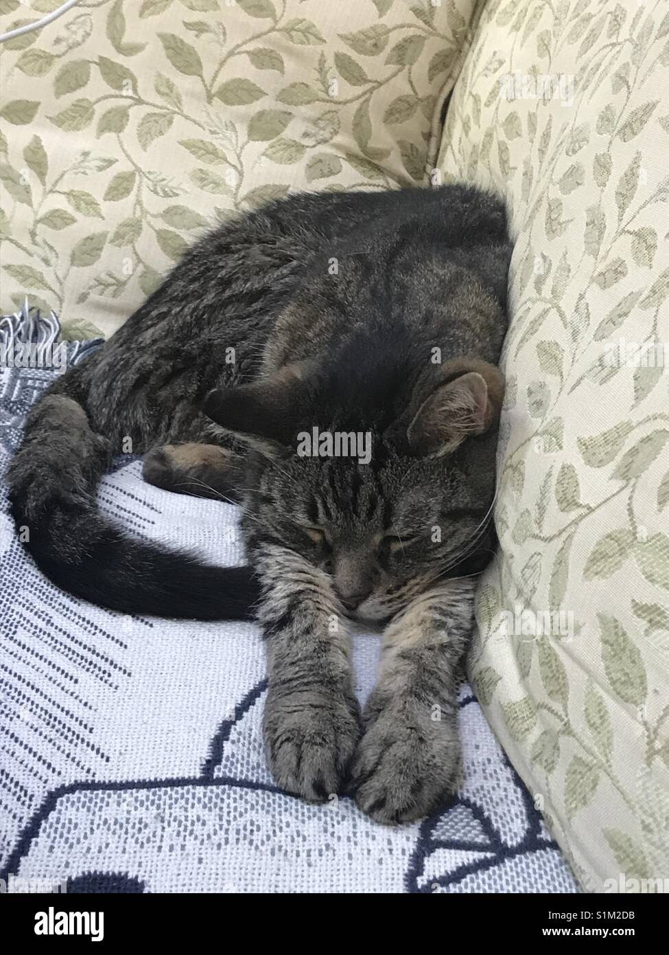 Tired Kitty High Resolution Stock Photography and Images - Alamy