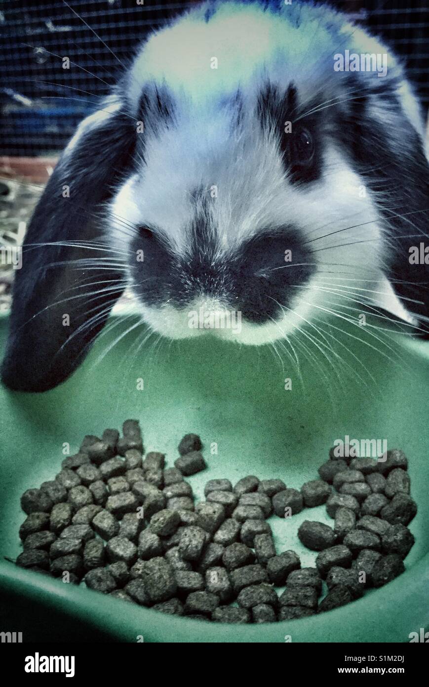 Black White Lop Eared Rabbit High Resolution Stock Photography and ...