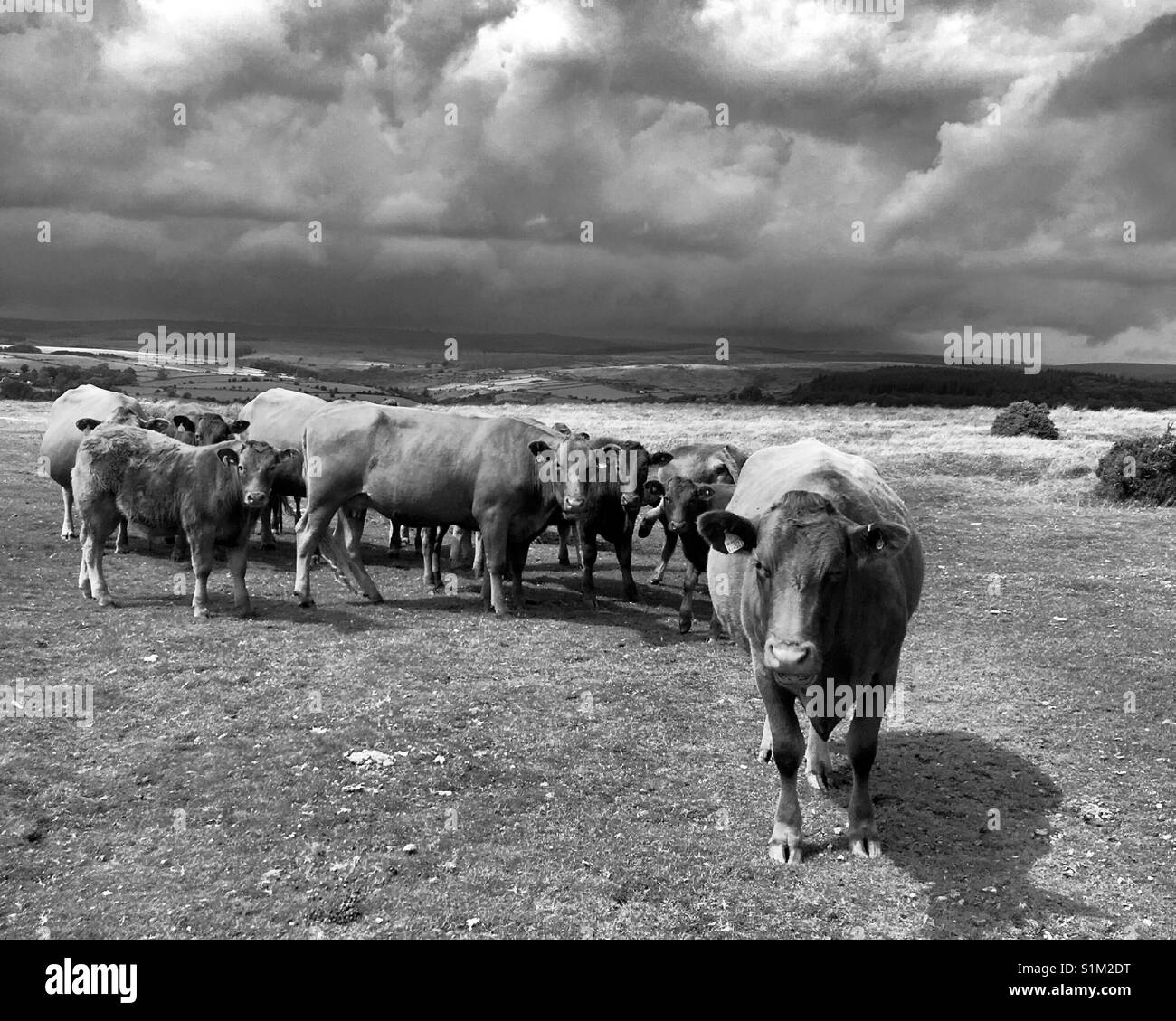Red black cows hi-res stock photography and images - Alamy