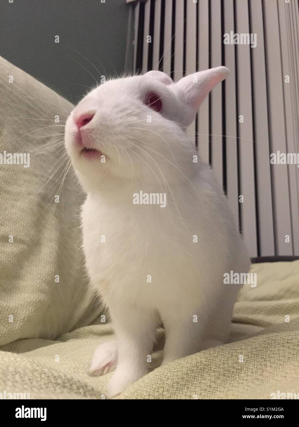 Albino rabbit hi-res stock photography and images - Alamy