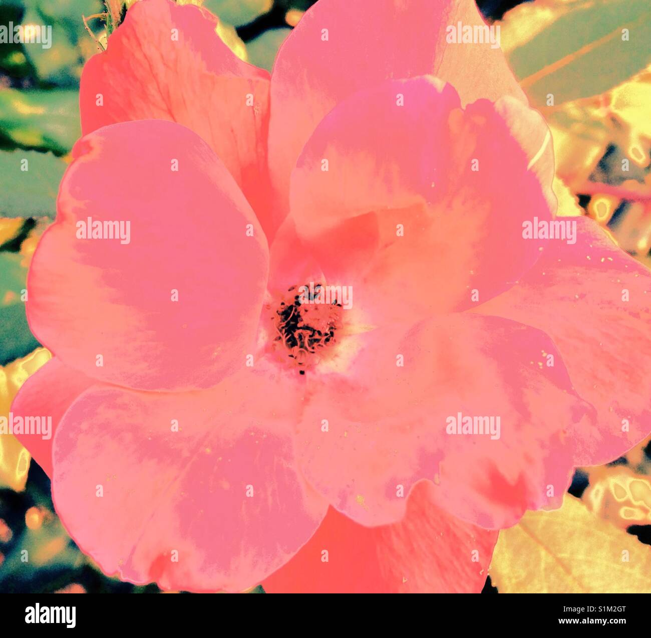 Rose coral hi-res stock photography and images - Alamy