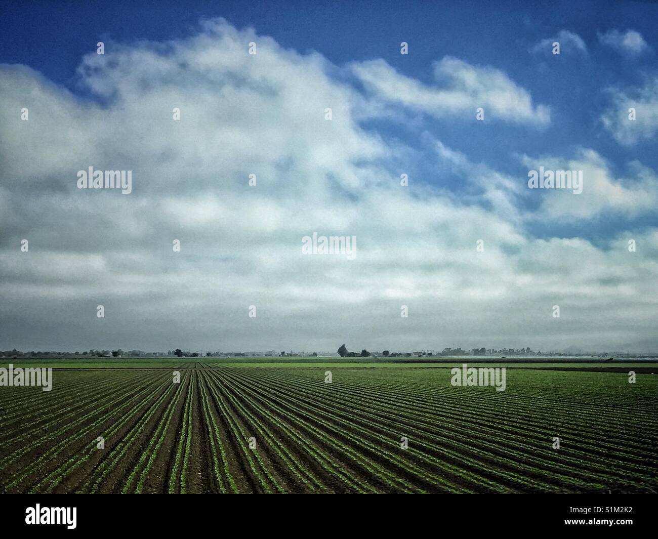 Vegetables plants hi-res stock photography and images - Alamy