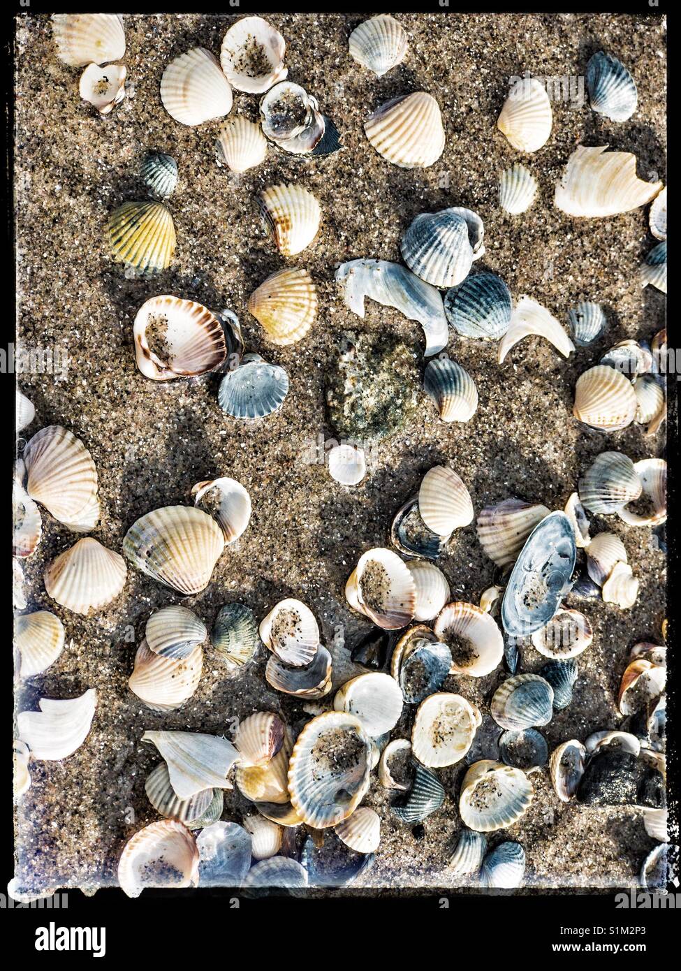 Seashells at the Beach Stock Photo - Alamy