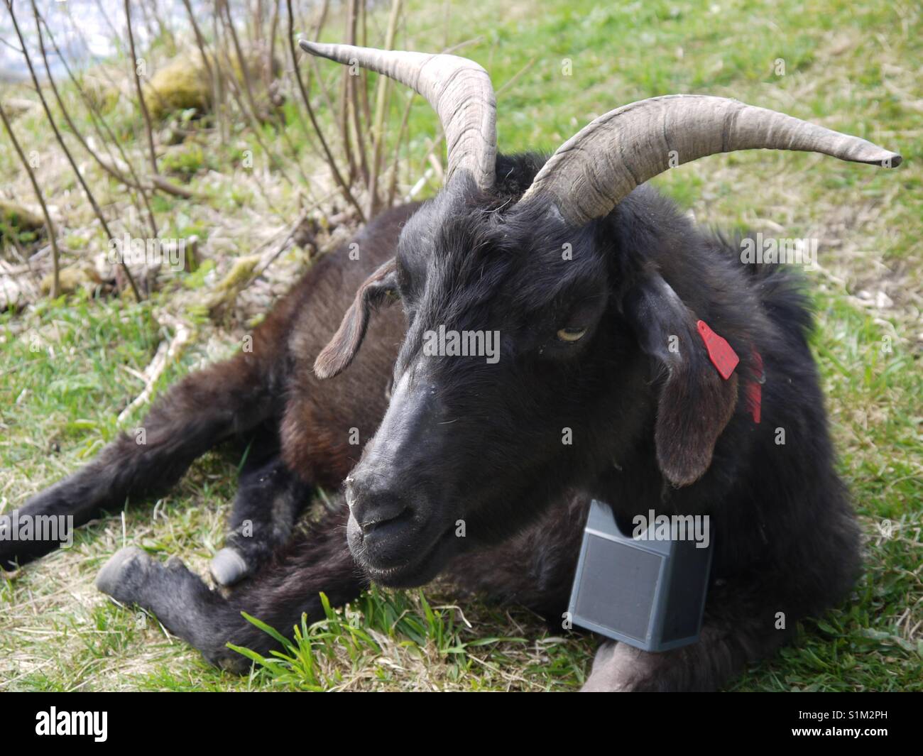 Black goat hi-res stock photography and images - Alamy