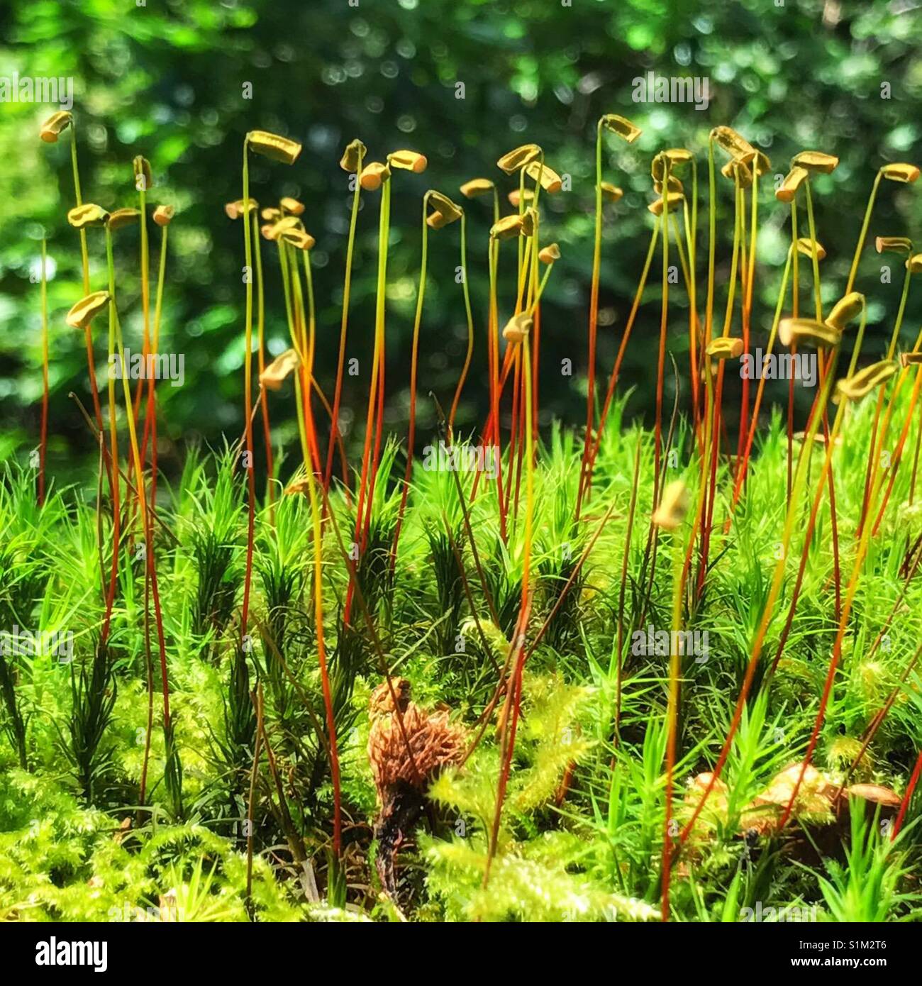 Capillary thread moss in sunshine Stock Photo - Alamy