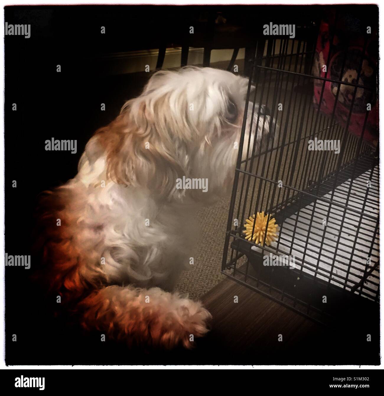 Dog peering hi-res stock photography and images - Alamy