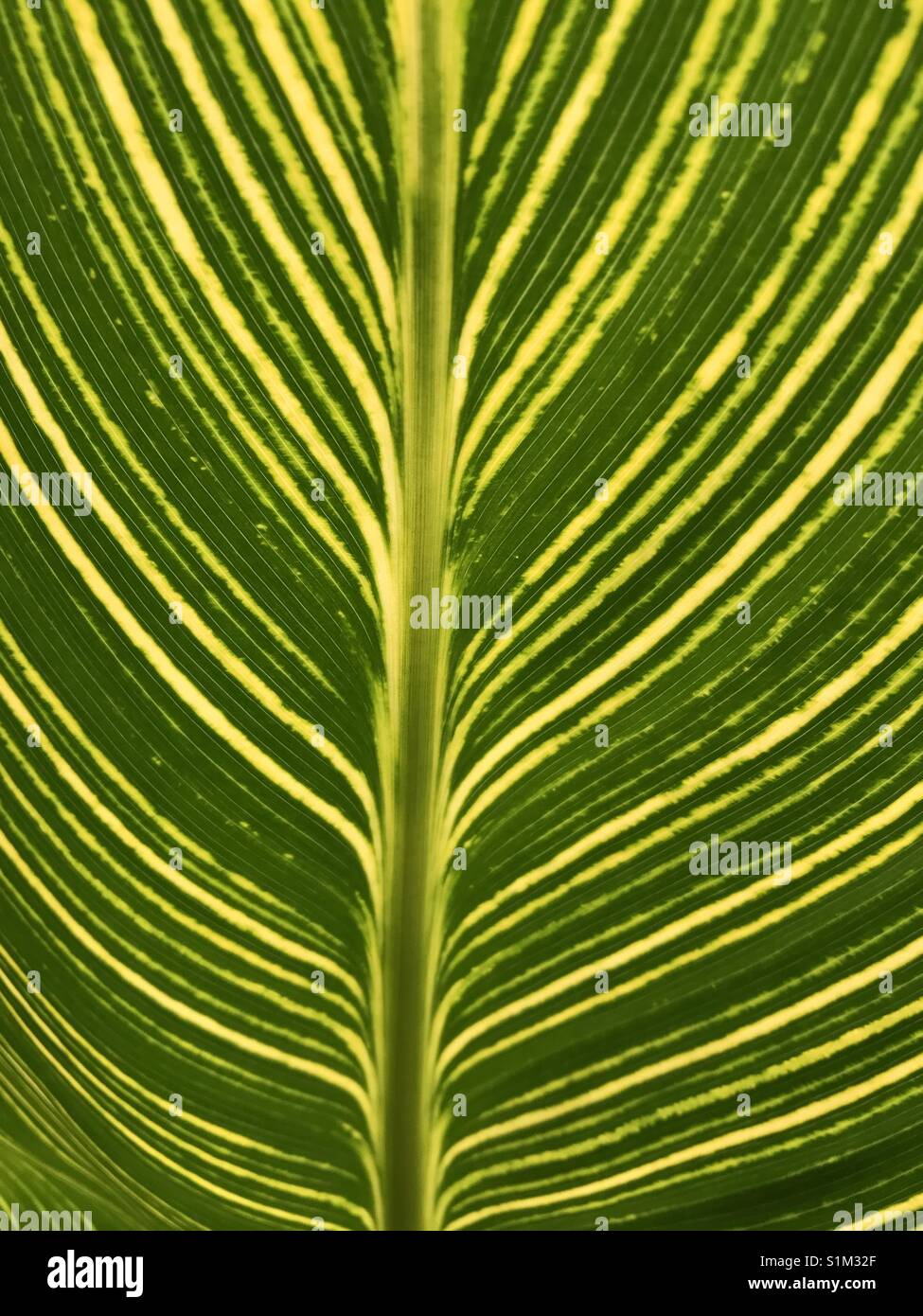 Striped leaf hi-res stock photography and images - Alamy