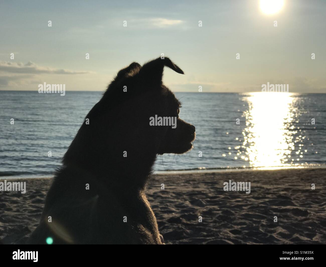 Dog with sunset hi-res stock photography and images - Alamy