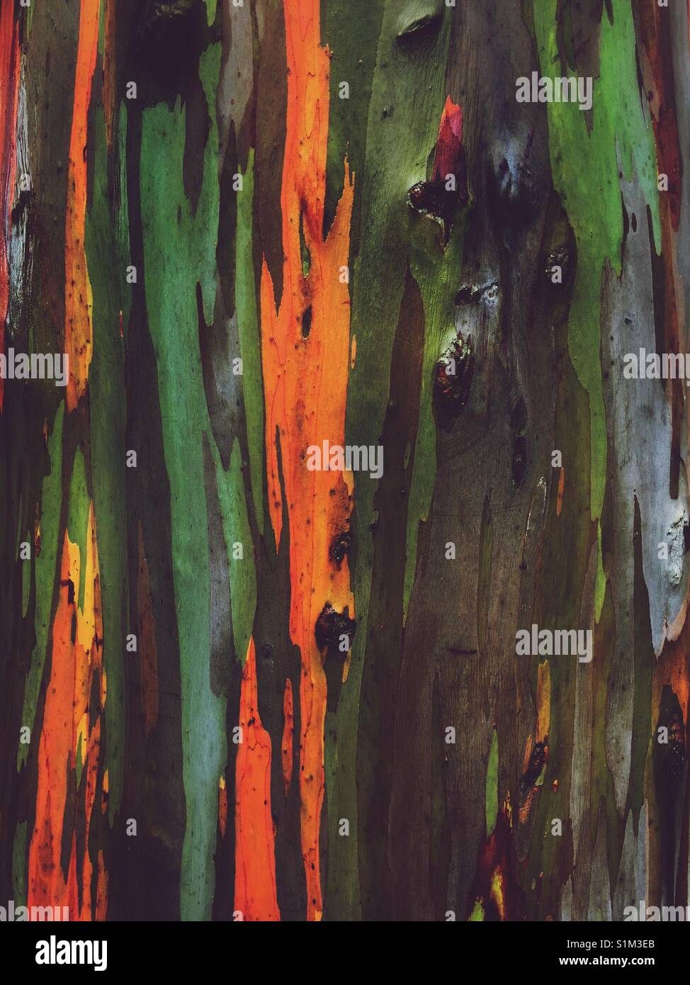 Rainbow eucalyptus tree Stock Photo - Alamy