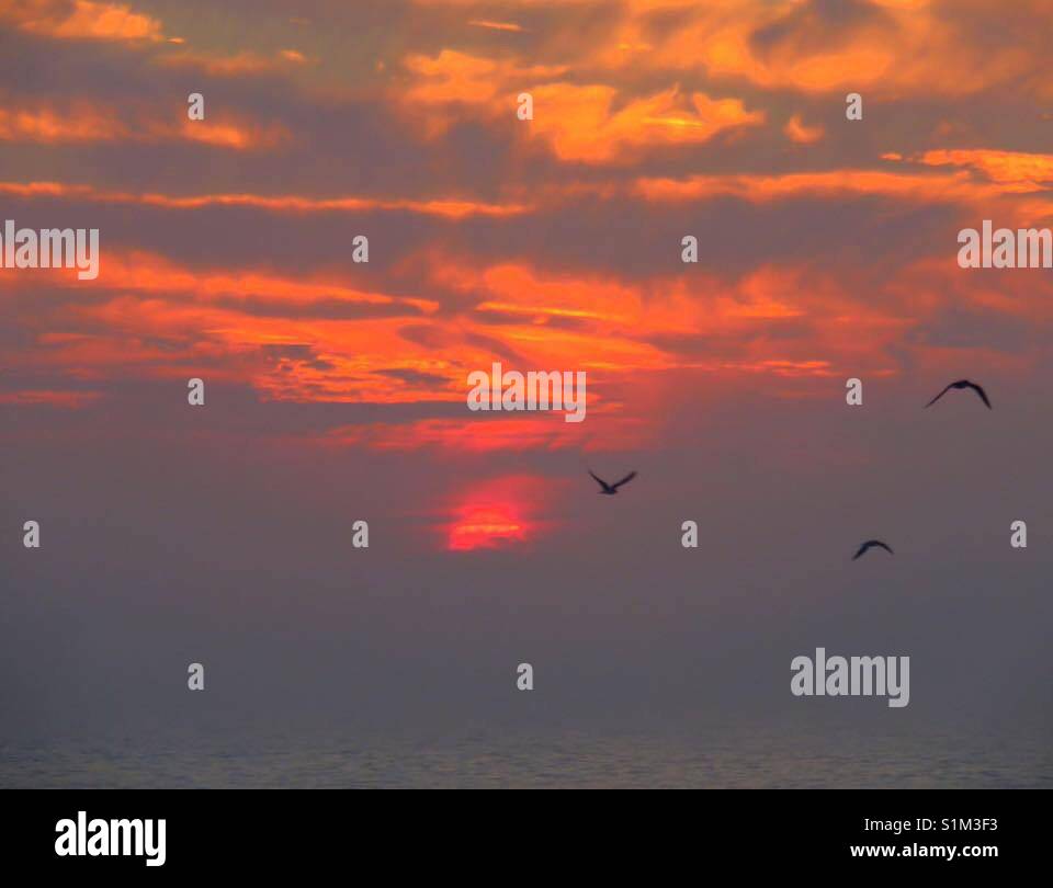 Sunrise birds flying hi-res stock photography and images - Alamy