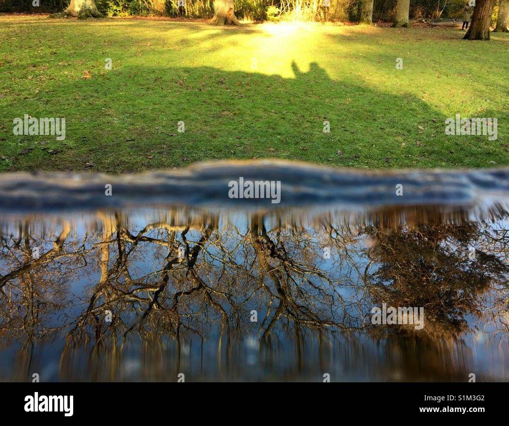 Trees reflecting in rainwater Stock Photo - Alamy