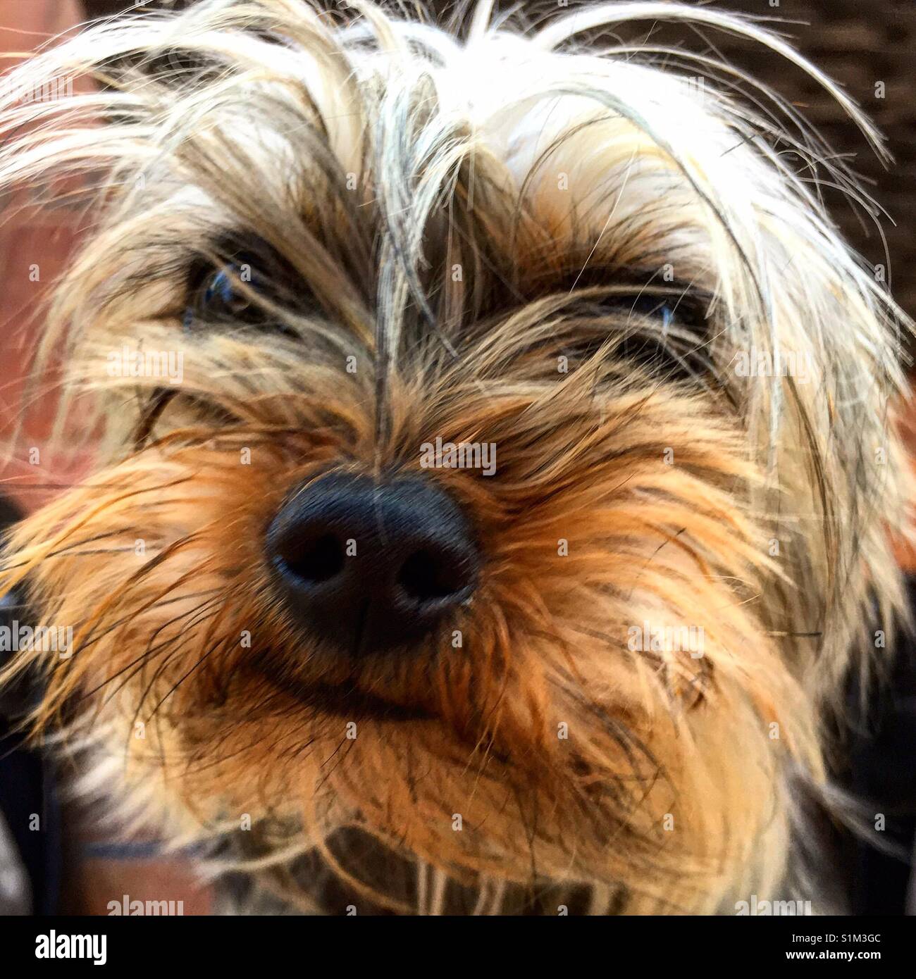 Yorkie Stock Photos & Yorkie Stock Images - Alamy