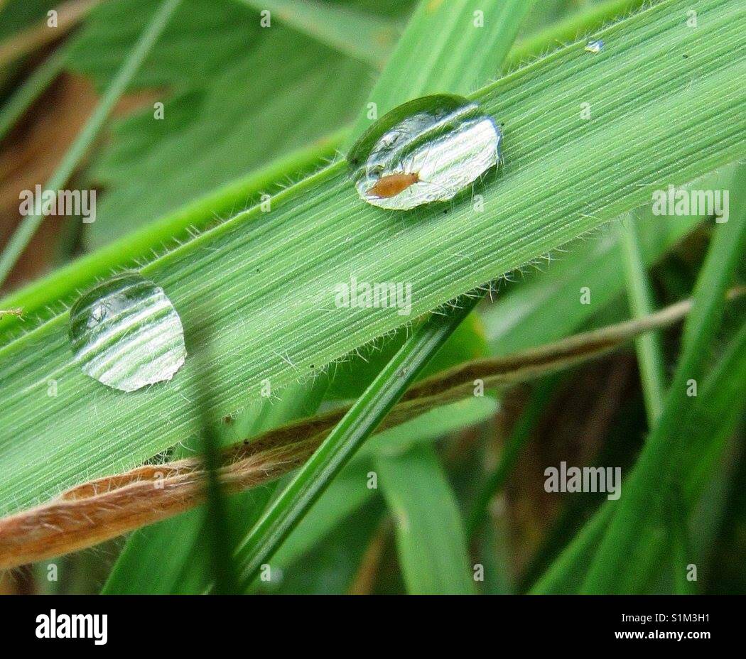 Insect caught in water droplet Stock Photo - Alamy