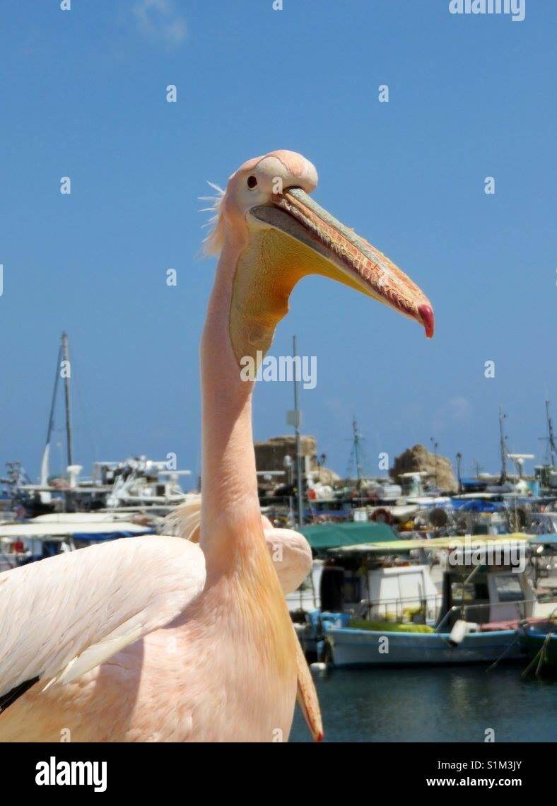 Pelican at Pafos Harbour, Cyprus Stock Photo - Alamy