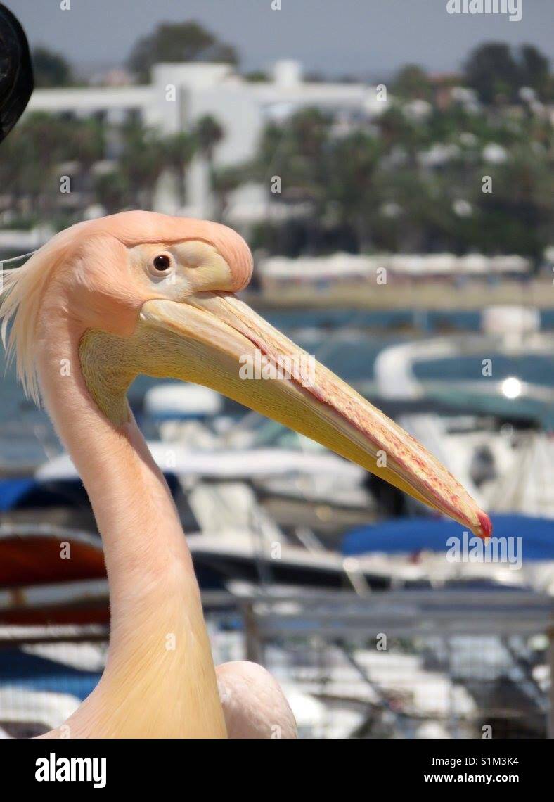 Pelican at Paphos Harbour, Cyprus Stock Photo - Alamy